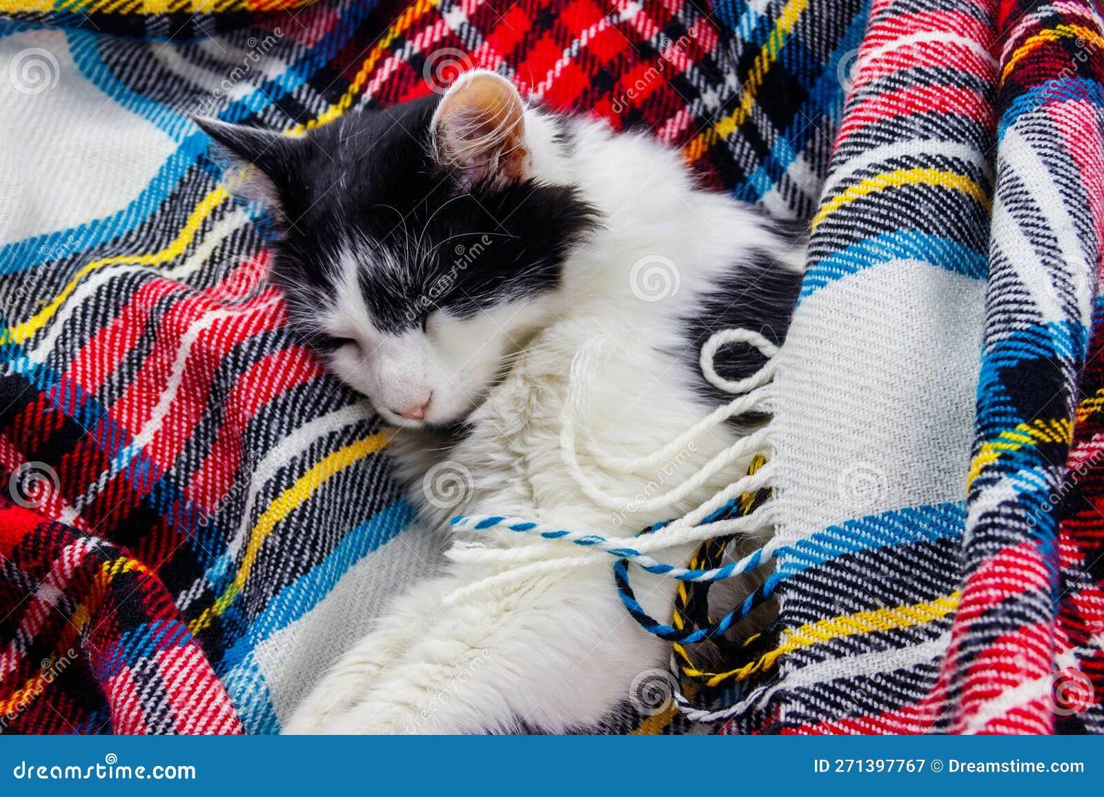 Cute Lazy Cat is Lying on Checkered Plaid Stock Image - Image of ...