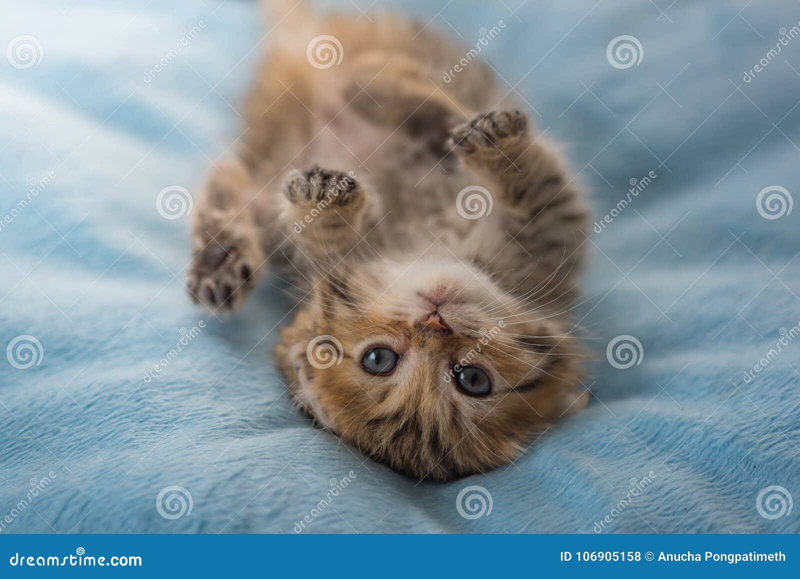 Lazy kitten lying stock photo. Image of feline, kitty - 106905158