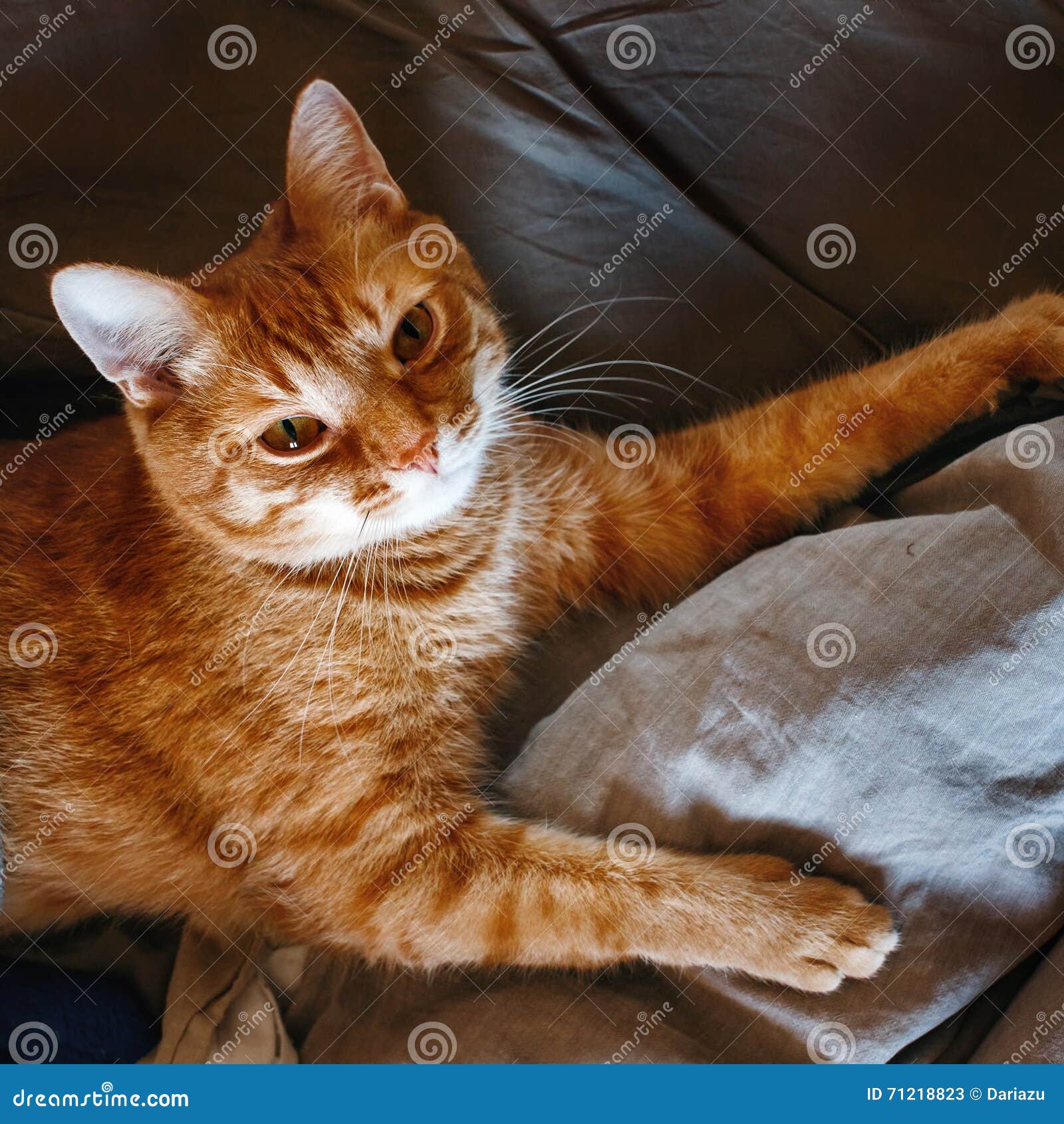 Cute Lazy Red Cat stock image. Image of close, lying - 71218823