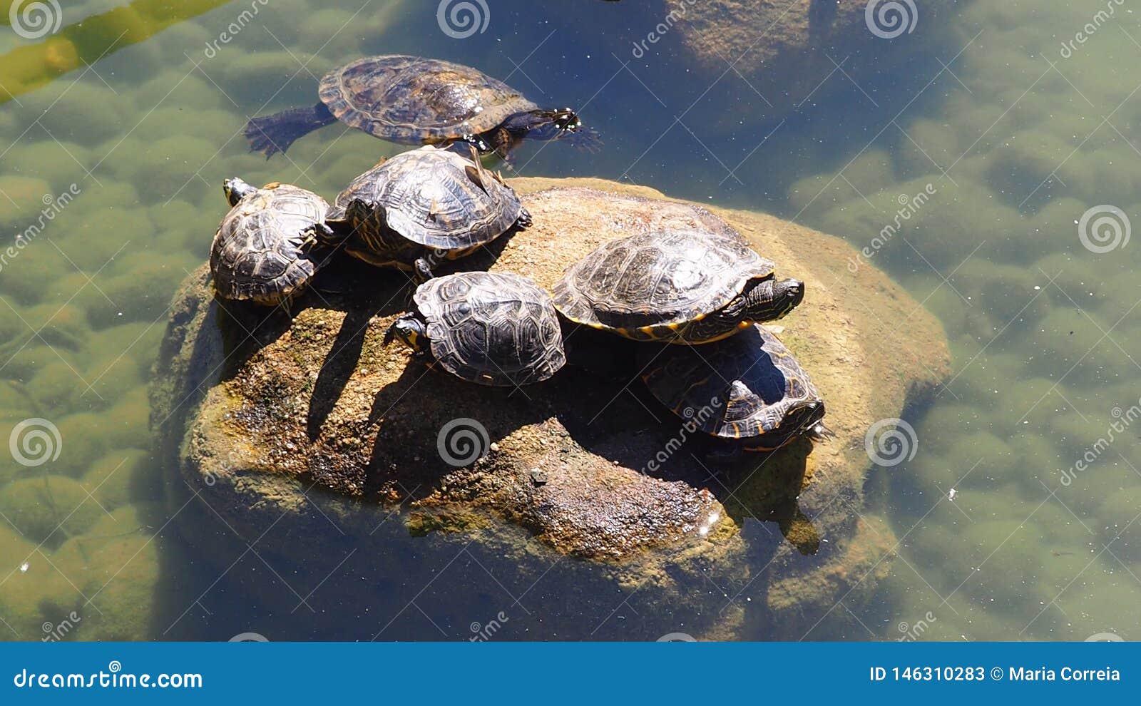 A Cute Lazy Turtle on a Lake Stock Image - Image of little, beautiful ...