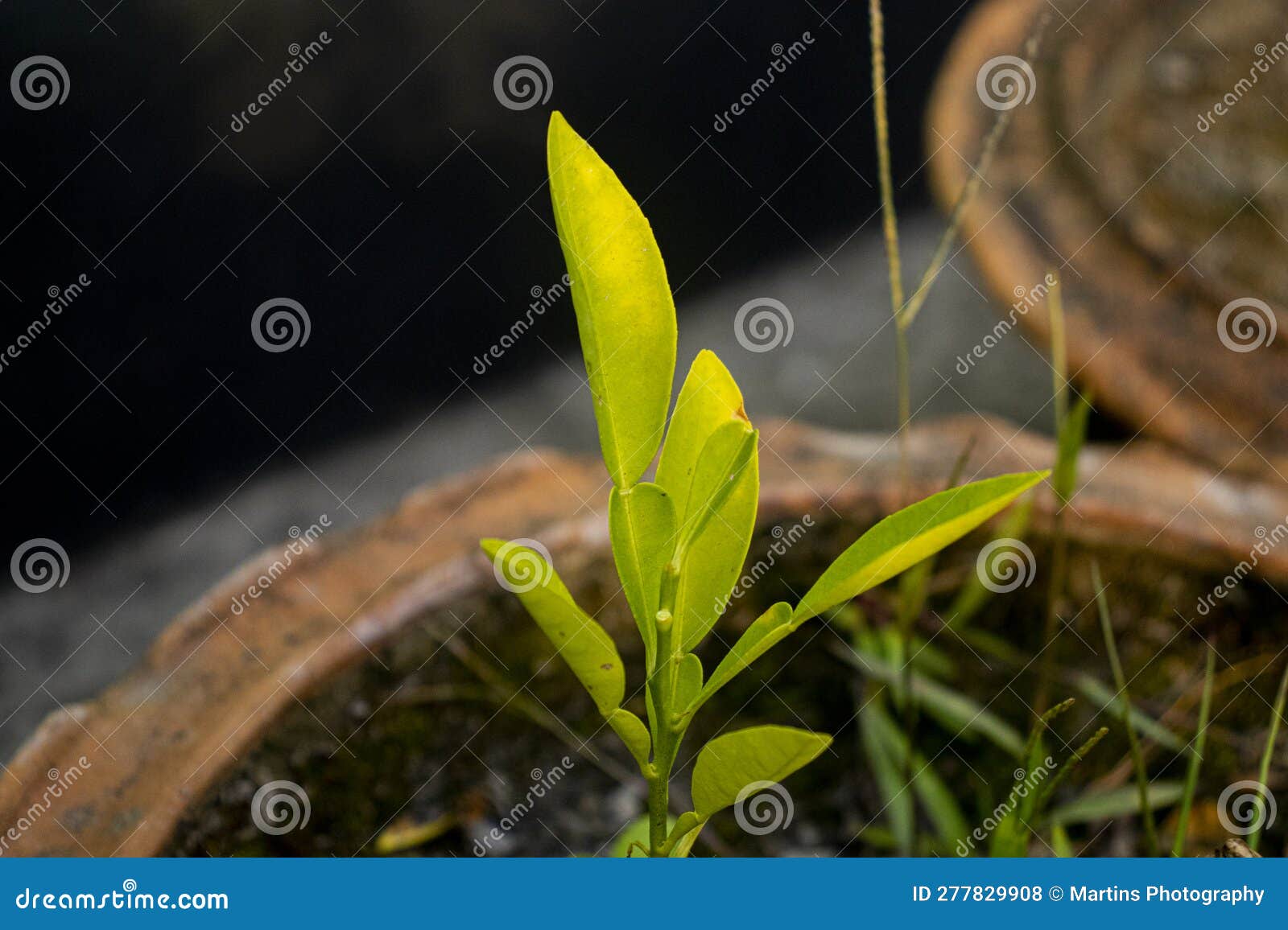 A cute lemon tree stock photo. Image of leaves, green - 277829908