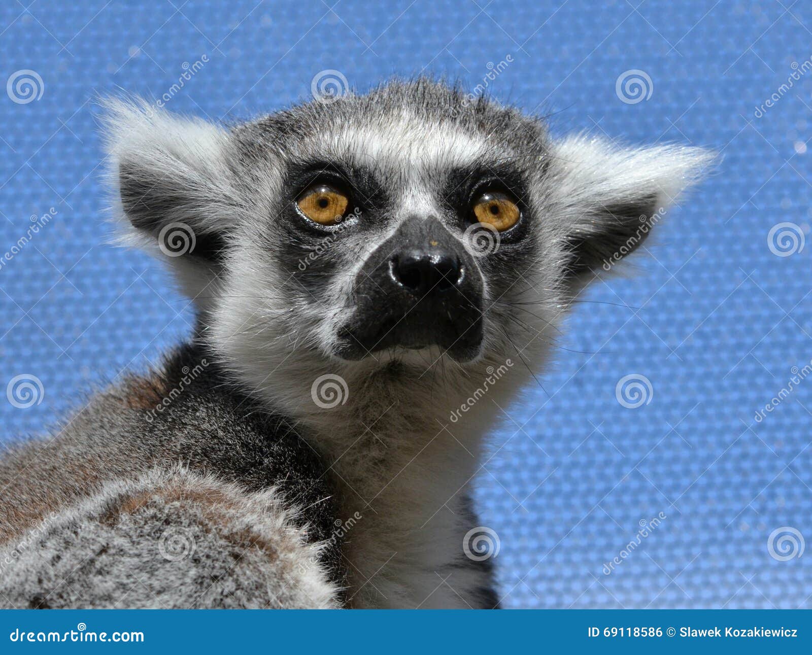 Cute lemur stock photo. Image of head, tailed, cute, close - 69118586