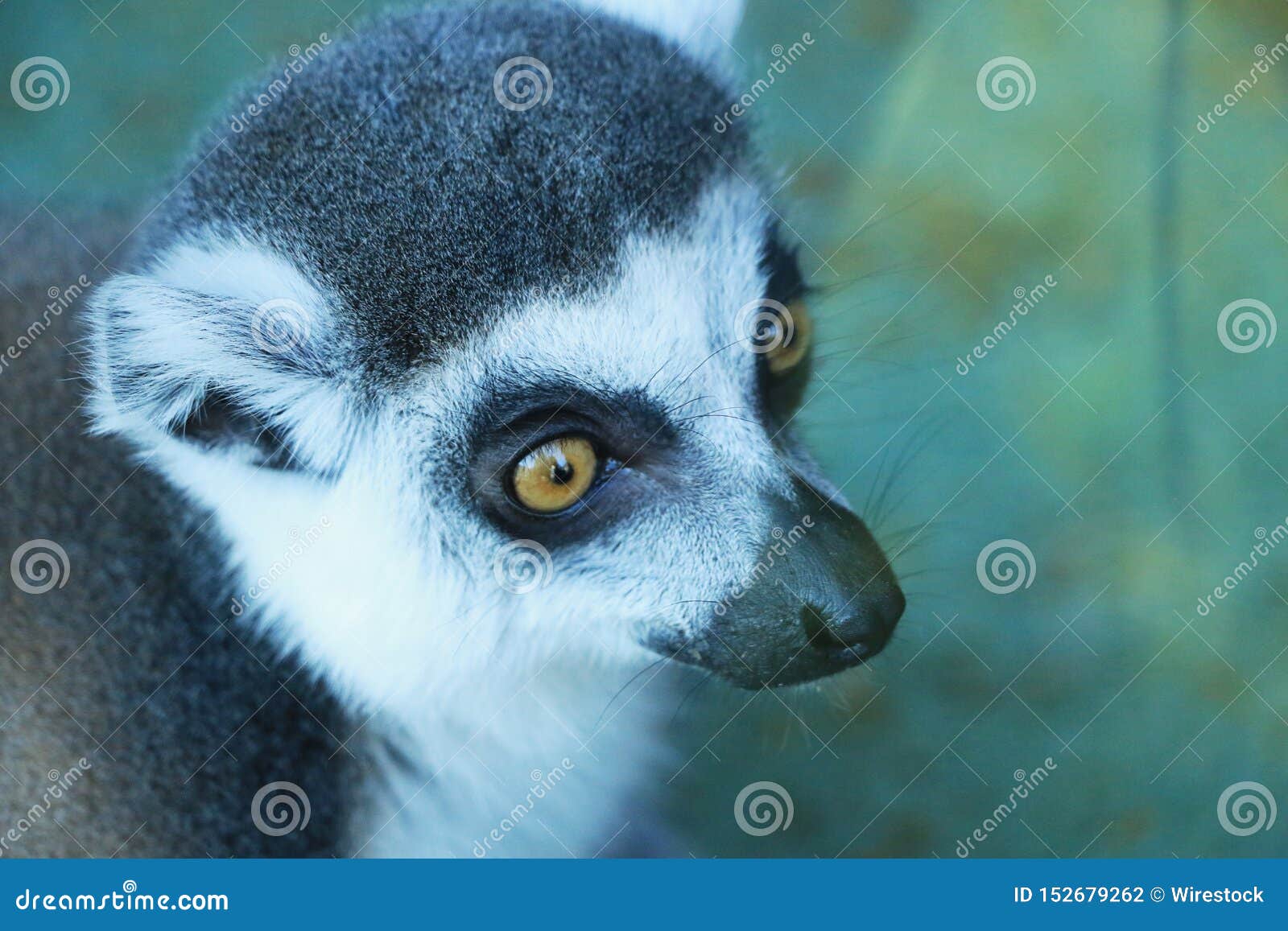 A cute lemur stock photo. Image of lemurs, lemur, mammal - 152679262