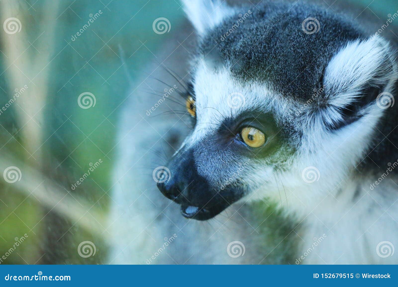 A cute lemur stock image. Image of jungle, animals, looking - 152679515