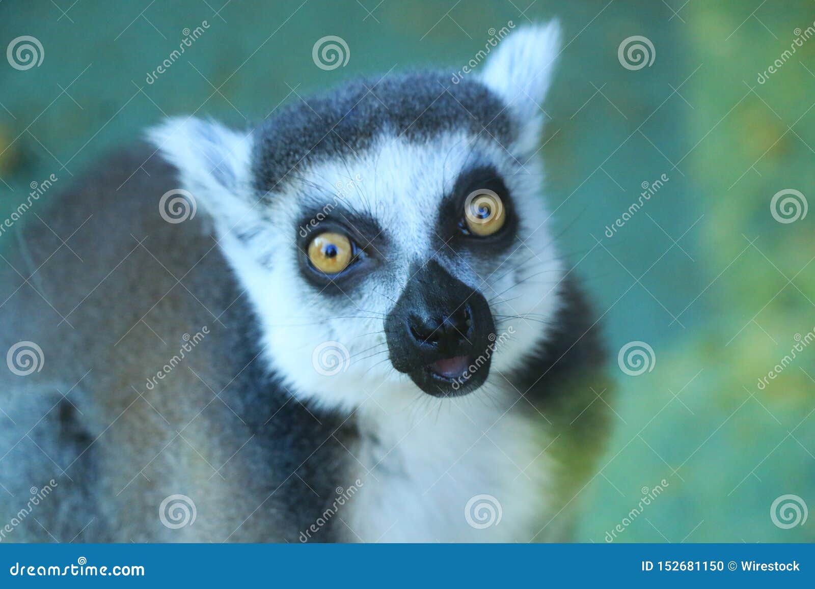 A cute lemur stock photo. Image of endangered, face - 152681150