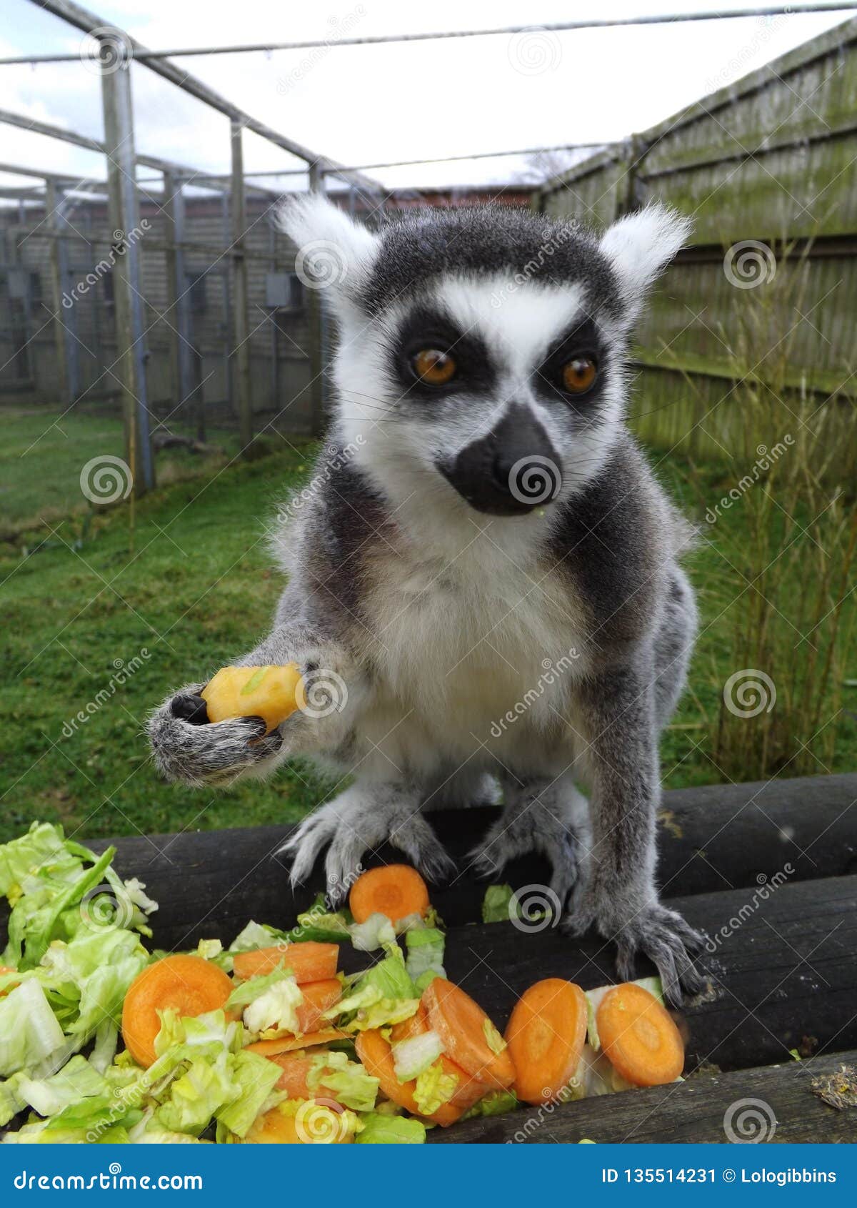 Cute Lemur Eating Its Dinner Stock Image - Image of lemur, cute: 135514231