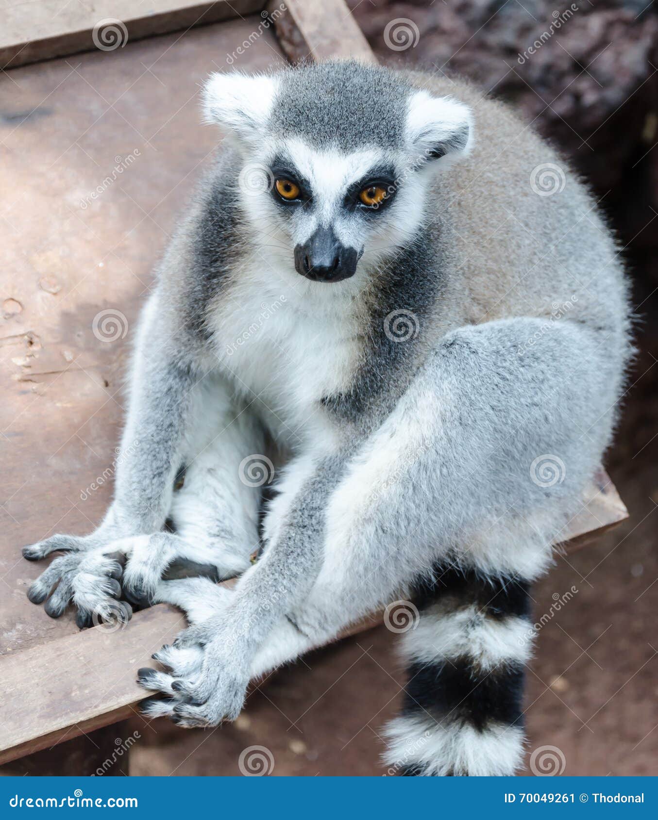 Cute lemur in a zoo stock image. Image of animal, lemur - 70049261