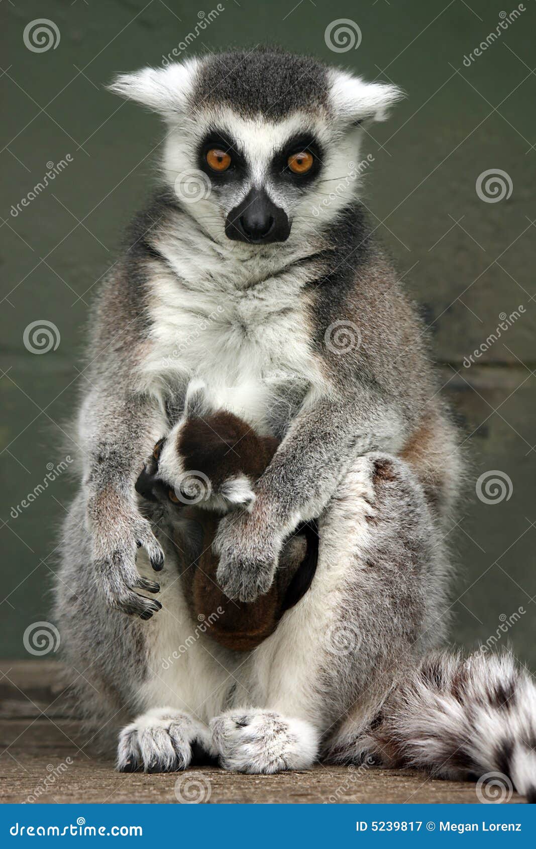 Cute Lemurs stock image. Image of instincts, funny, lemurs - 5239817