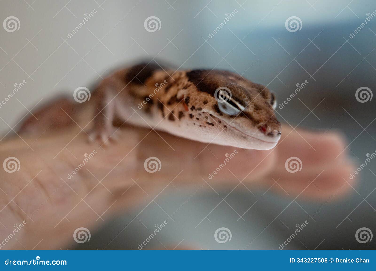 Cute Leopard Gecko Eublepharis Macularius Eats Cockroach On A White ...
