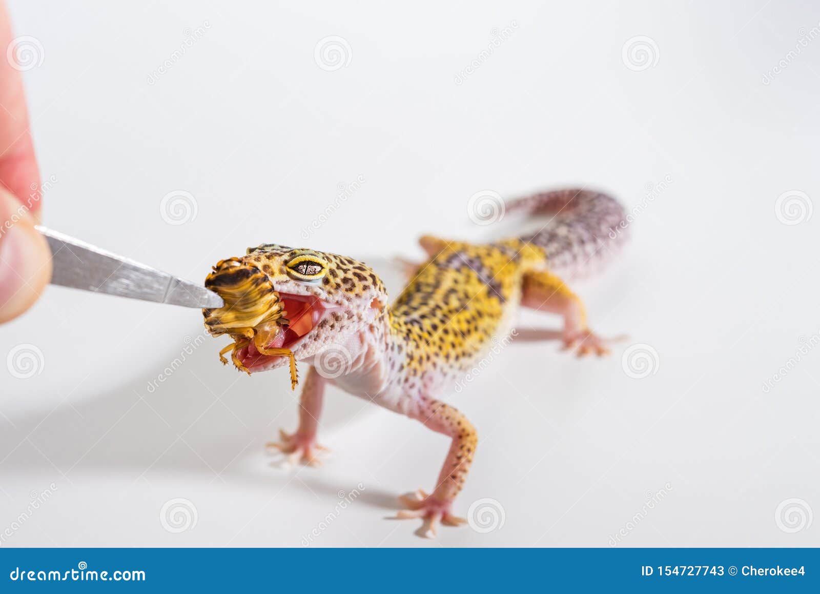 Cute Leopard Gecko Eublepharis Macularius Eats Cockroach on a White ...
