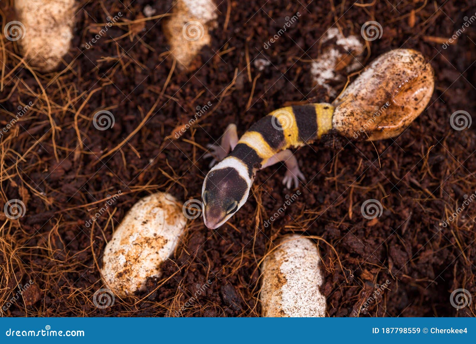Cute Leopard Gecko Eublepharis Macularius Eats Cockroach On A White ...