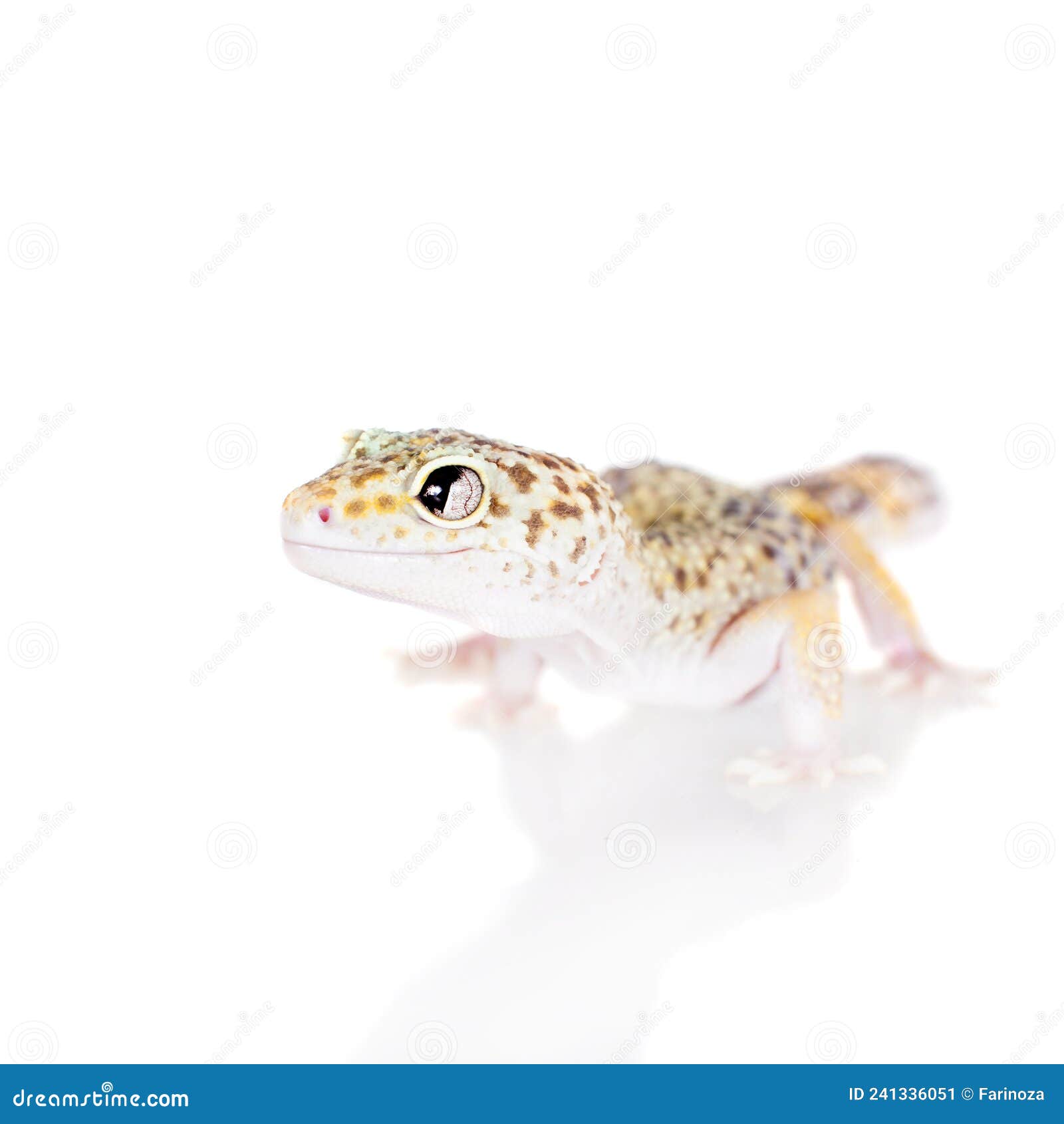 Cute Leopard Gecko on a White Background Stock Image - Image of looking ...