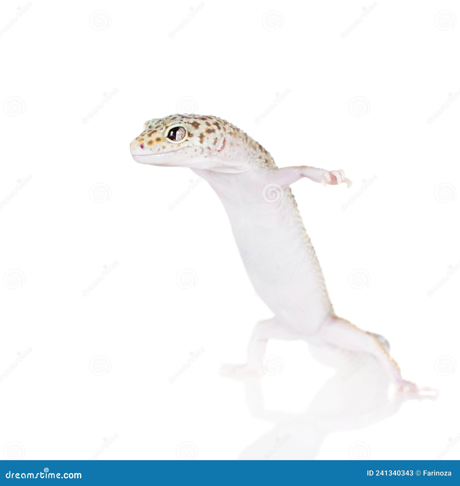 Cute Leopard Gecko on a White Background Stock Image - Image of view ...