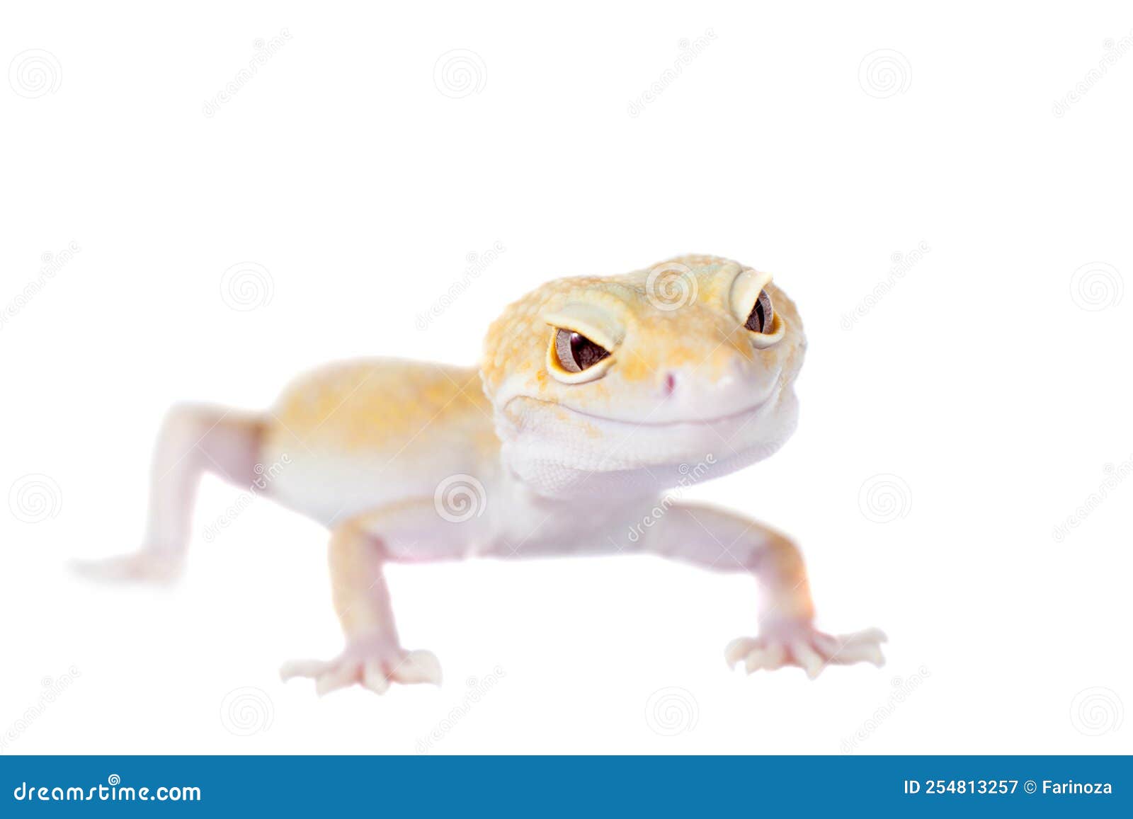 Cute Leopard Gecko on a White Background Stock Image - Image of adulte ...