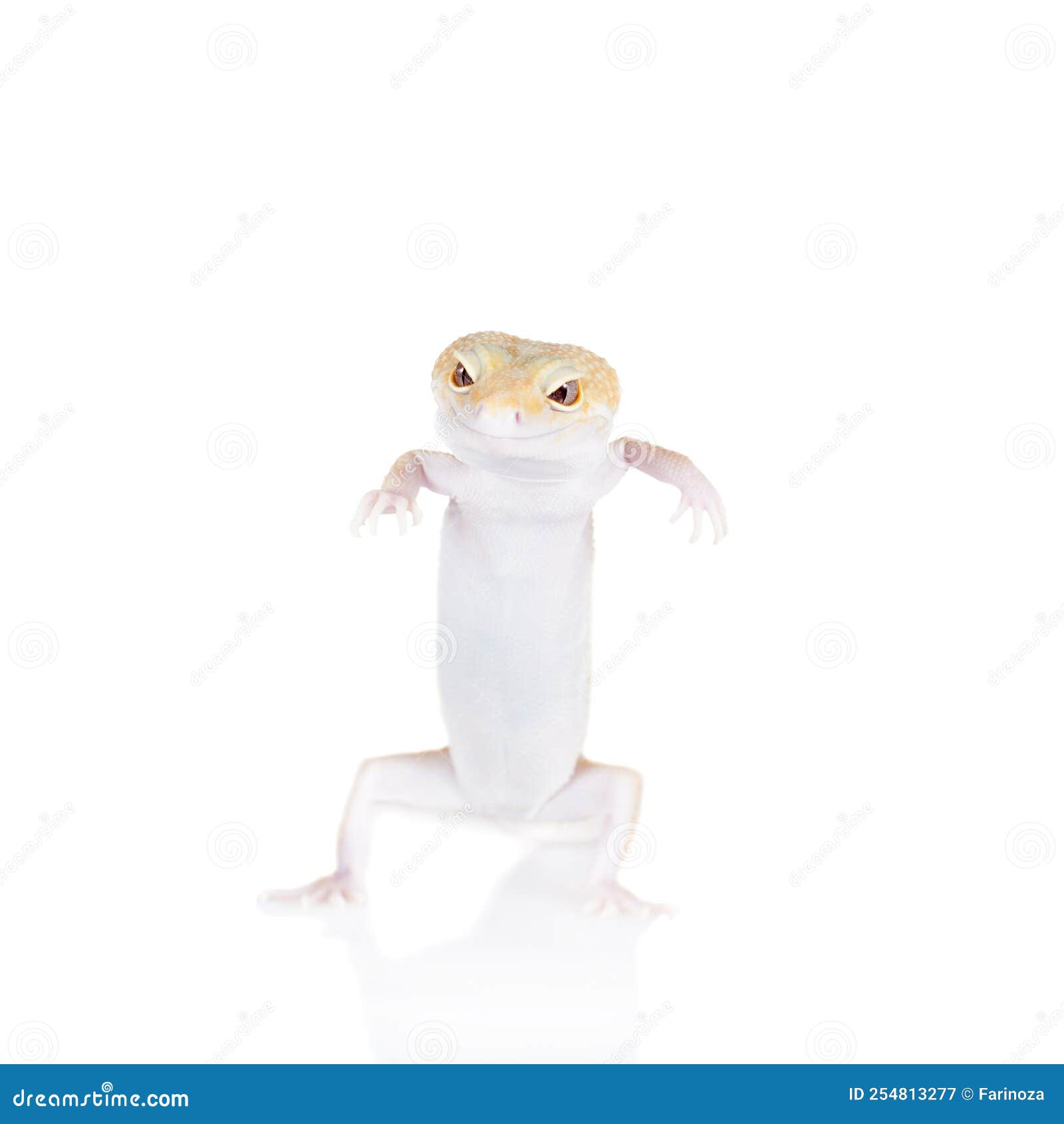 Cute Leopard Gecko on a White Background Stock Image - Image of ...