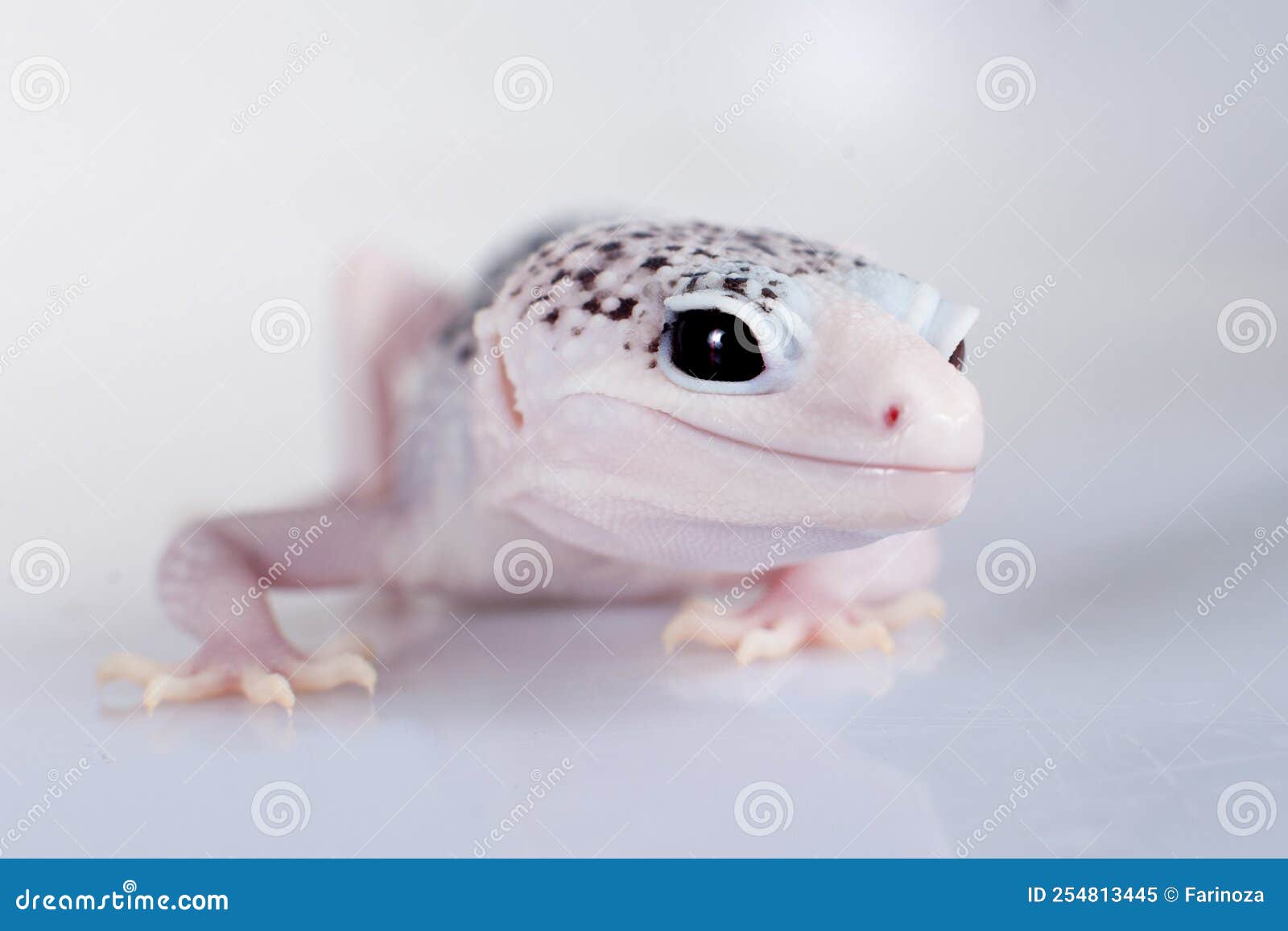 Cute Leopard Gecko on a White Background Stock Image - Image of ...
