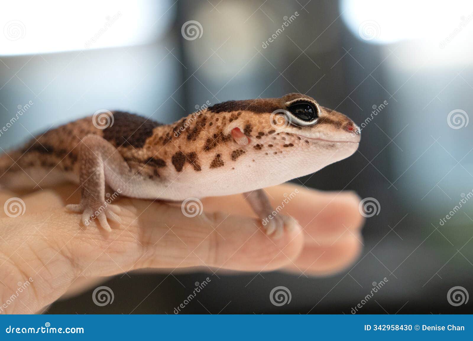Cute Leopard Gecko Eublepharis Macularius Eats Cockroach On A White ...