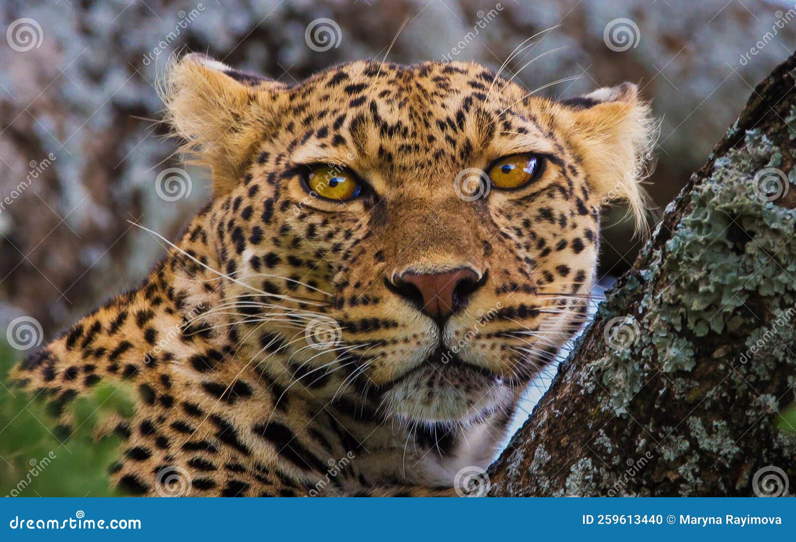 Cute Leopard with Yellow Eyes on a Tree Stock Photo - Image of fluffy ...