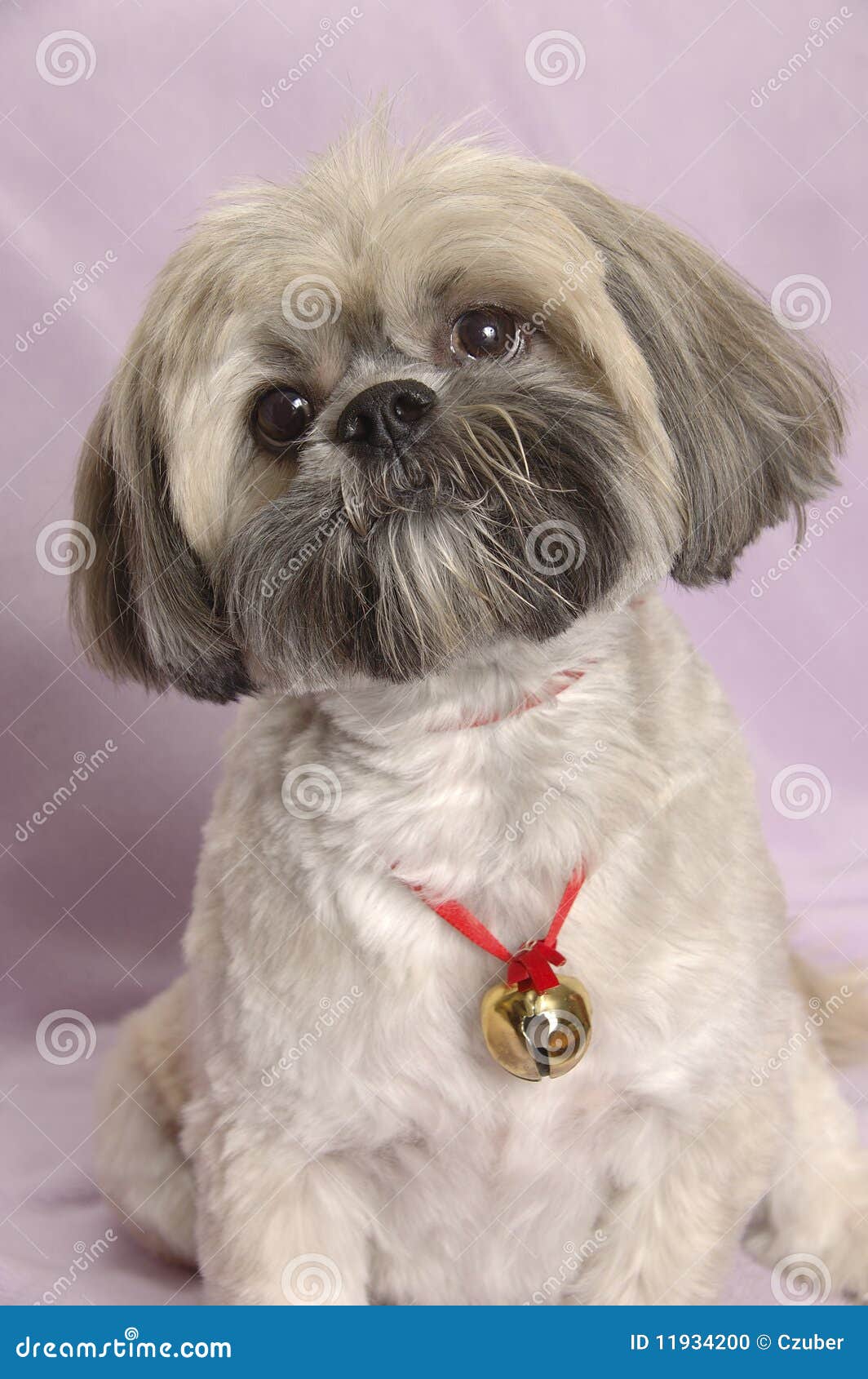 Cute Lhasa Apso stock photo. Image of apso, mutt, cute - 11934200