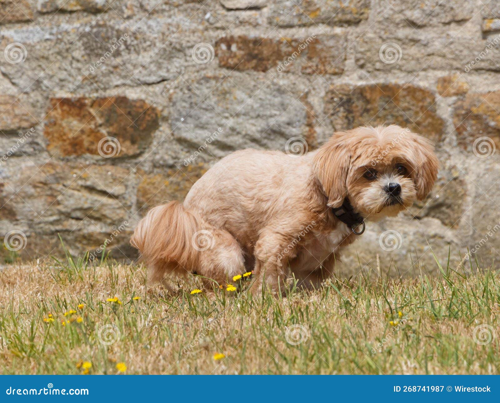 Cute Lhasa Apso Dog Pooping on the Grass in Front of a Brick Wall Stock ...