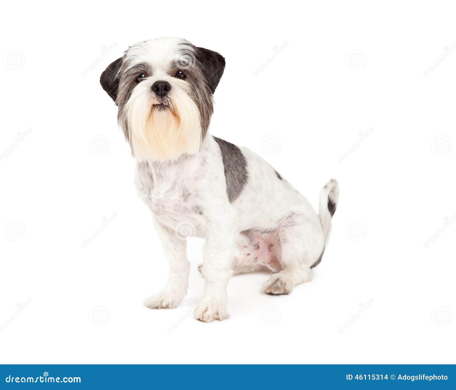 Cute Lhasa Apso Dog Sitting Stock Photo - Image of forward, shot: 46115314