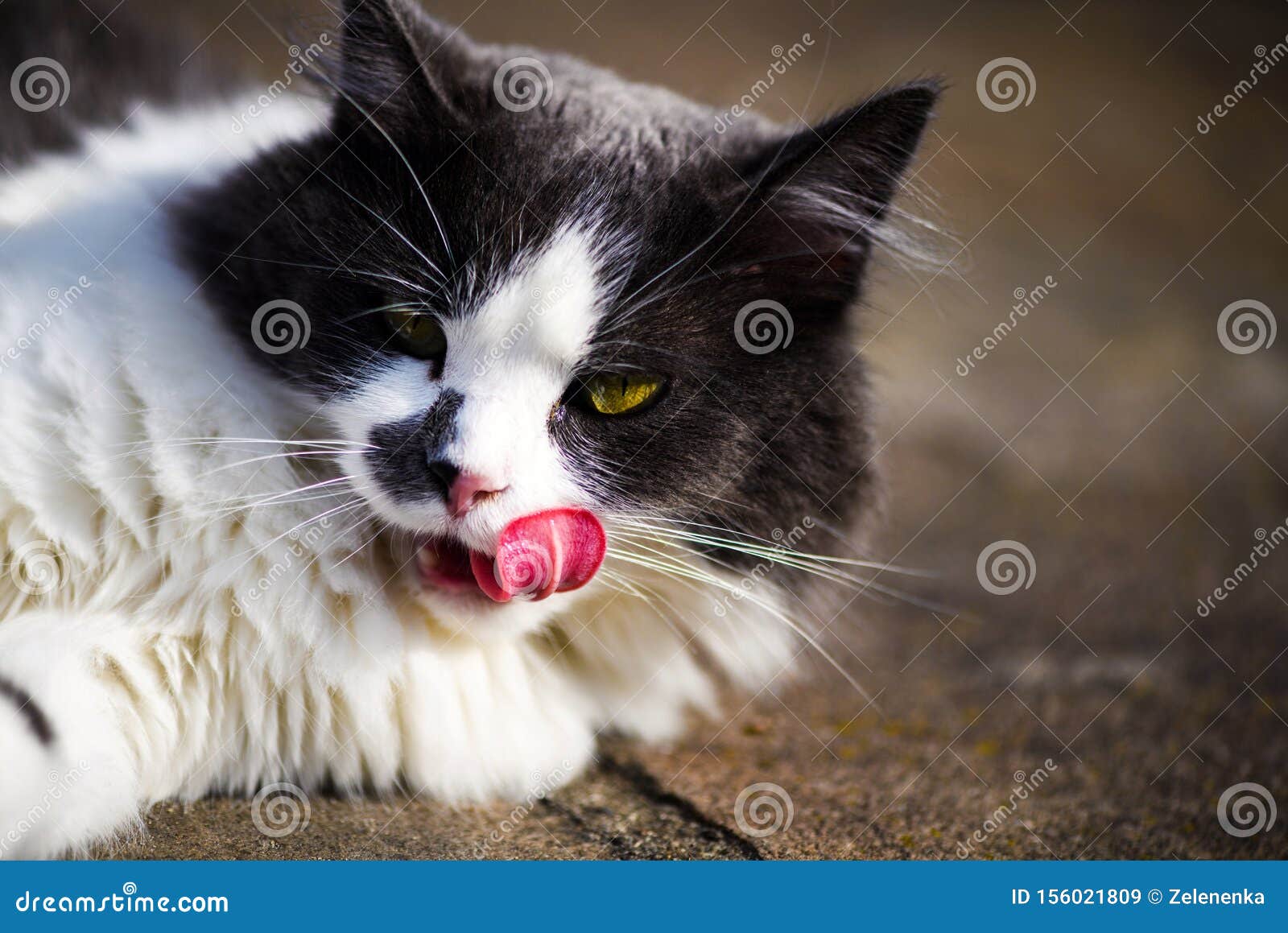 Cute licked cat stock image. Image of furry, feline - 156021809