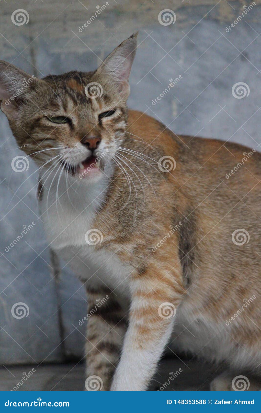A grumpy and cute cat stock photo. Image of lahore, beauty - 148353588
