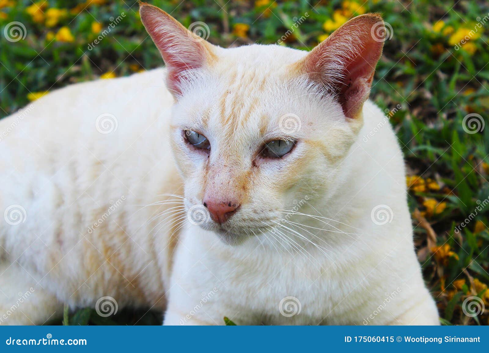 Light Brown Cat Stock Photos - Download 8,858 Royalty Free Photos