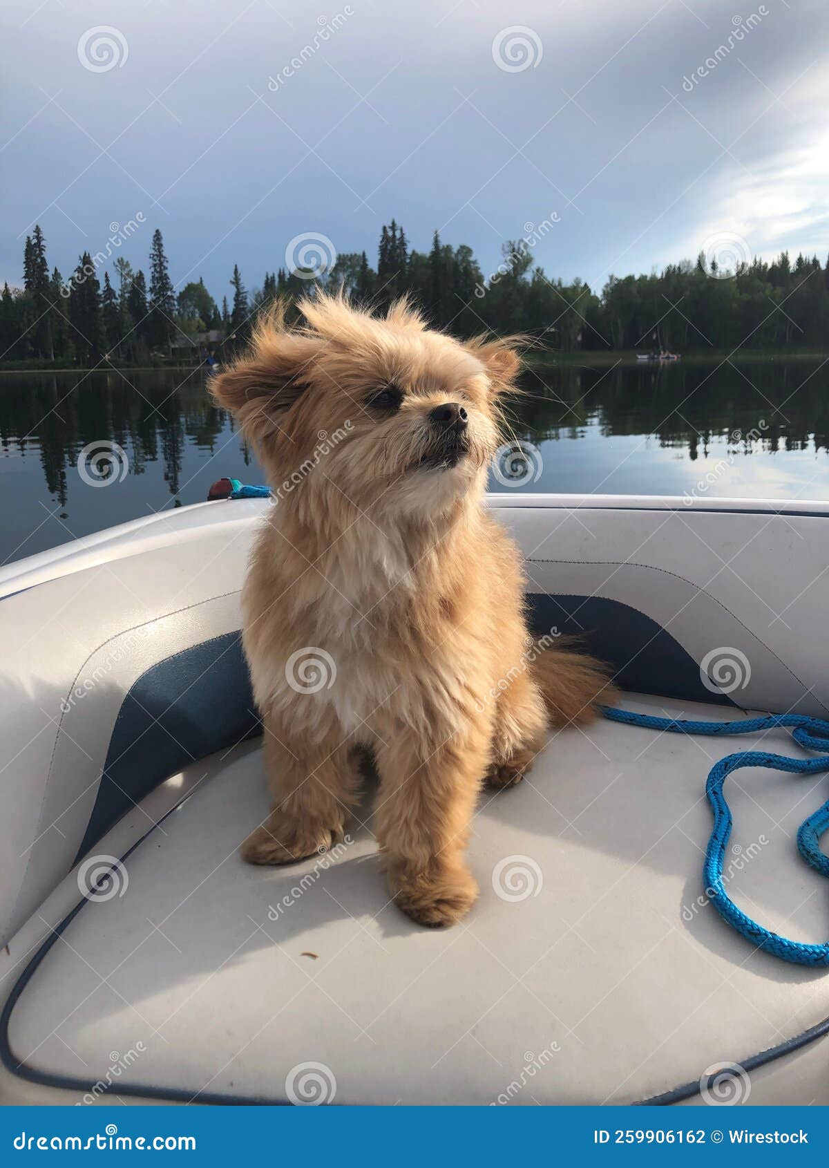 Brown Pomapoo Puppies