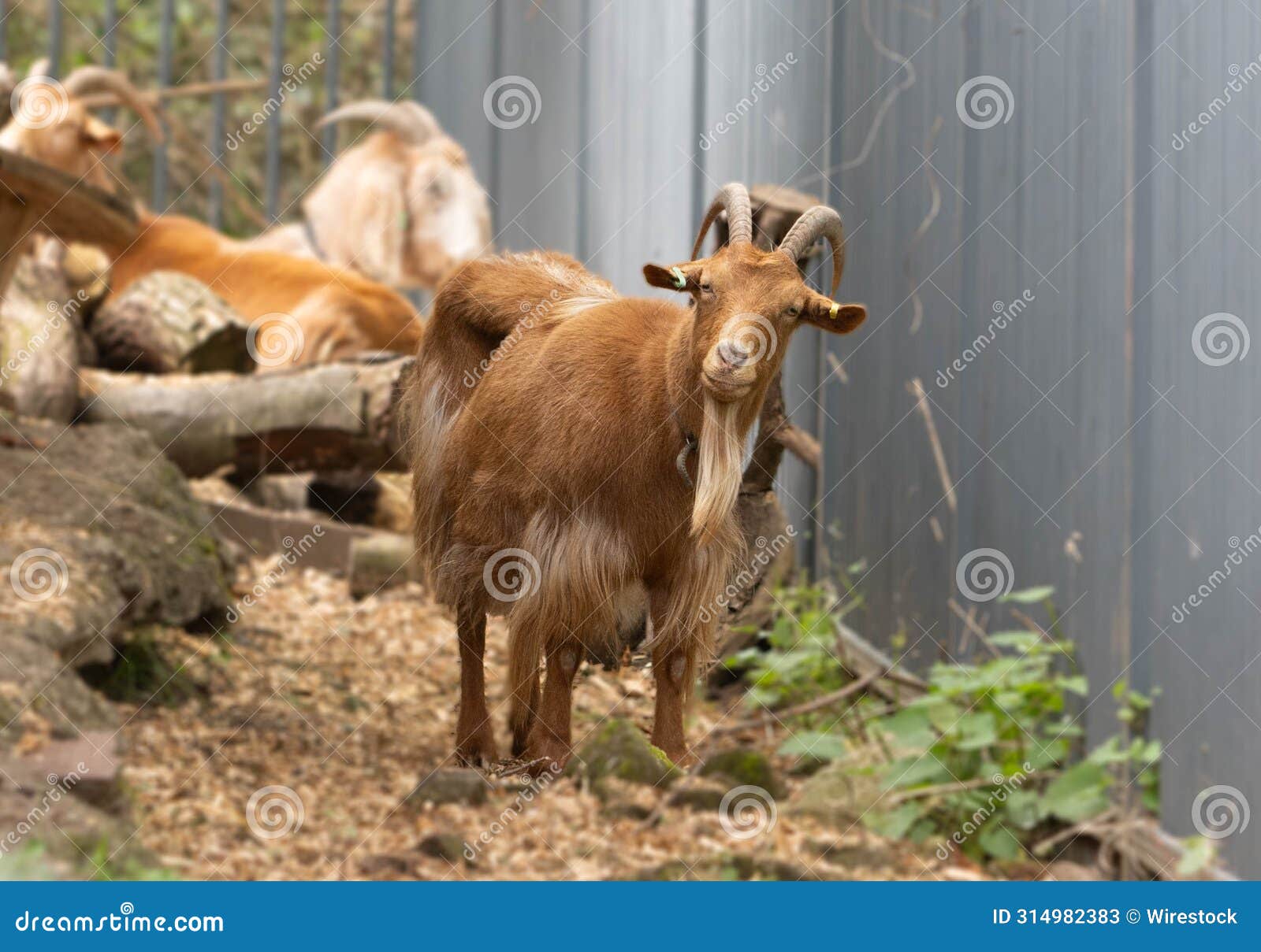 Cute Light Brown Ram in a Farm Habitat Staring Directly at the Camera ...