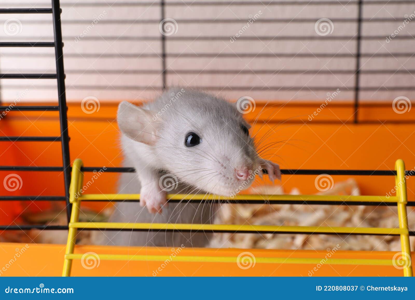 Cute Light Grey Rat Escaping Cage, Closeup Stock Image - Image of fancy ...