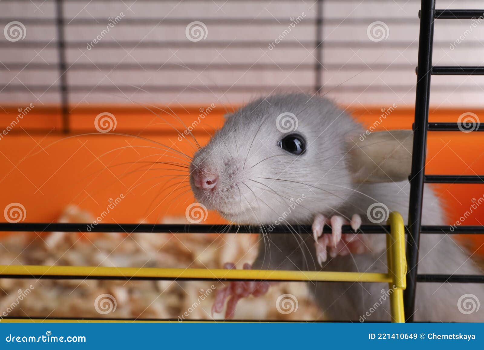 Cute Light Grey Rat Escaping Cage, Closeup Stock Image - Image of ...