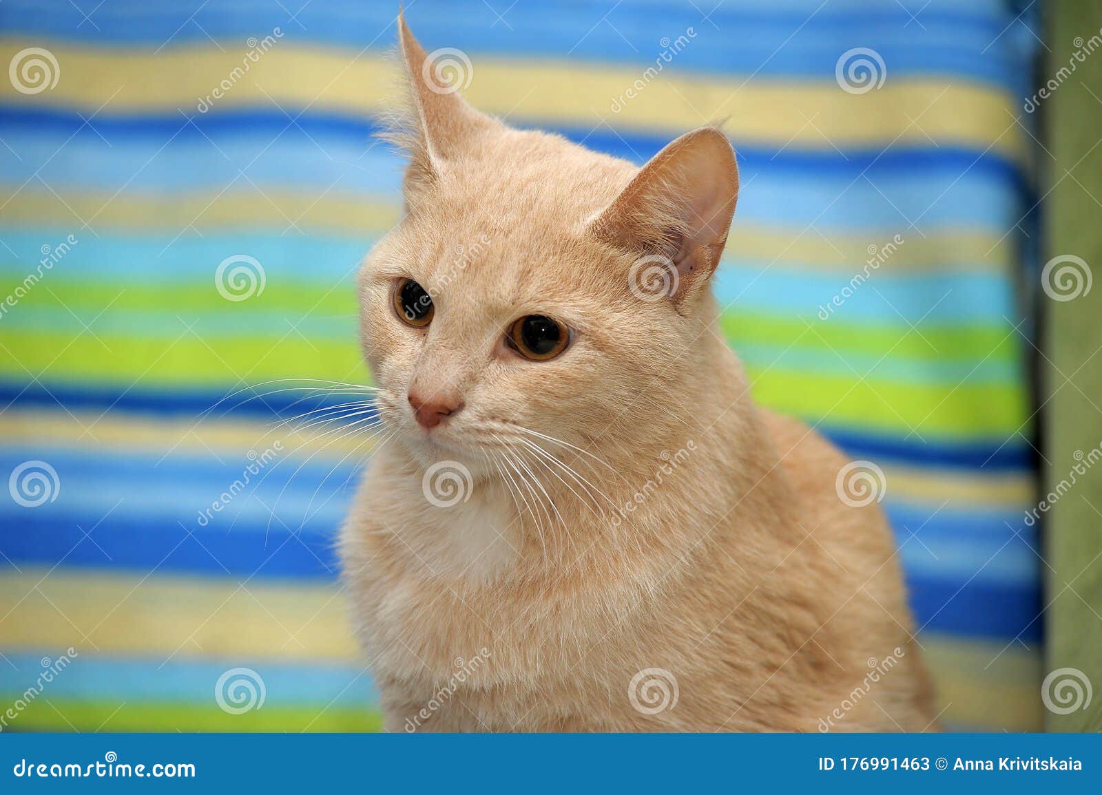 Cute Light Red Shorthair Cat Stock Image - Image of adorable, macro ...