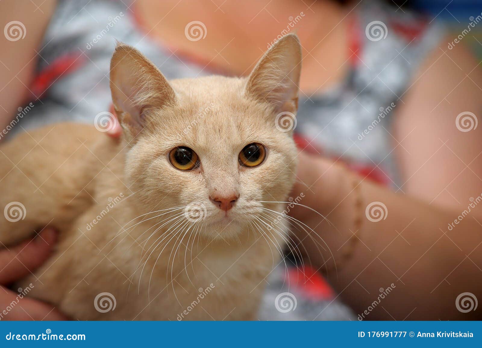 Cute Light Red Shorthair Cat Stock Image - Image of isolated, lovely ...