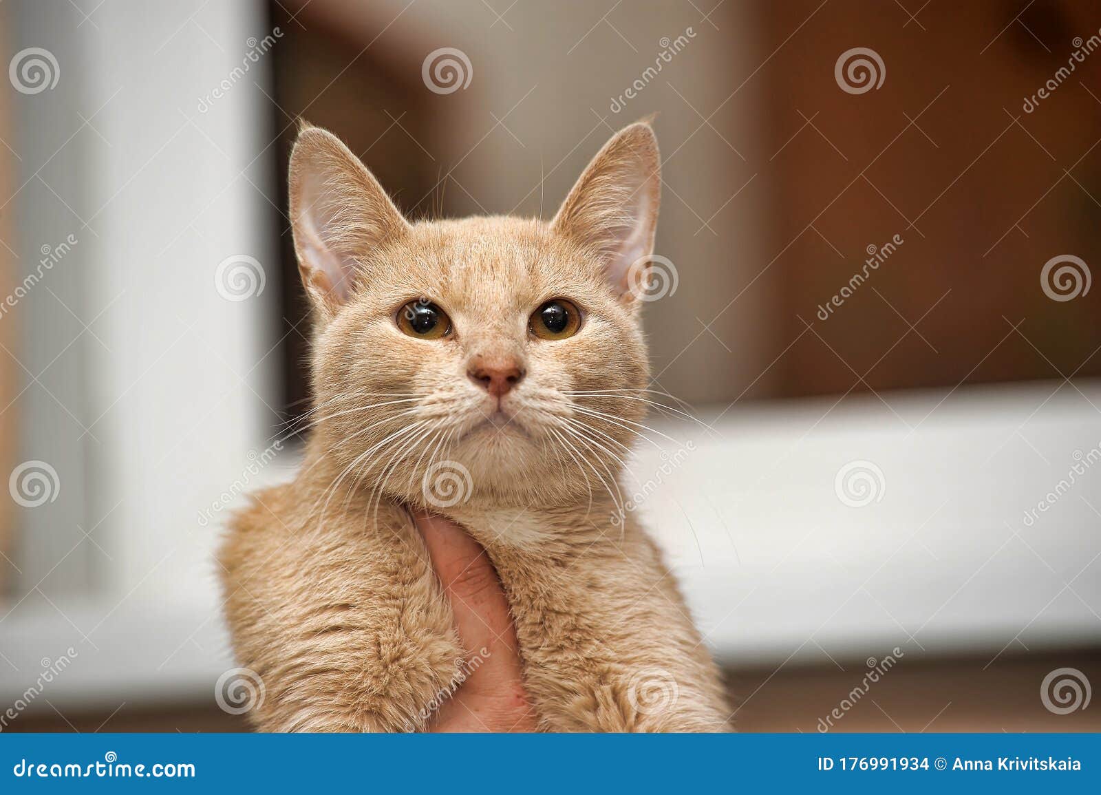 Cute Light Red Shorthair Cat Stock Photo - Image of fuzzy, adorable ...