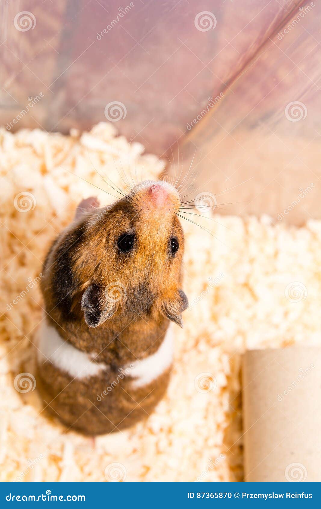 Cute liitle hamster stock photo. Image of funny, hamster - 87365870