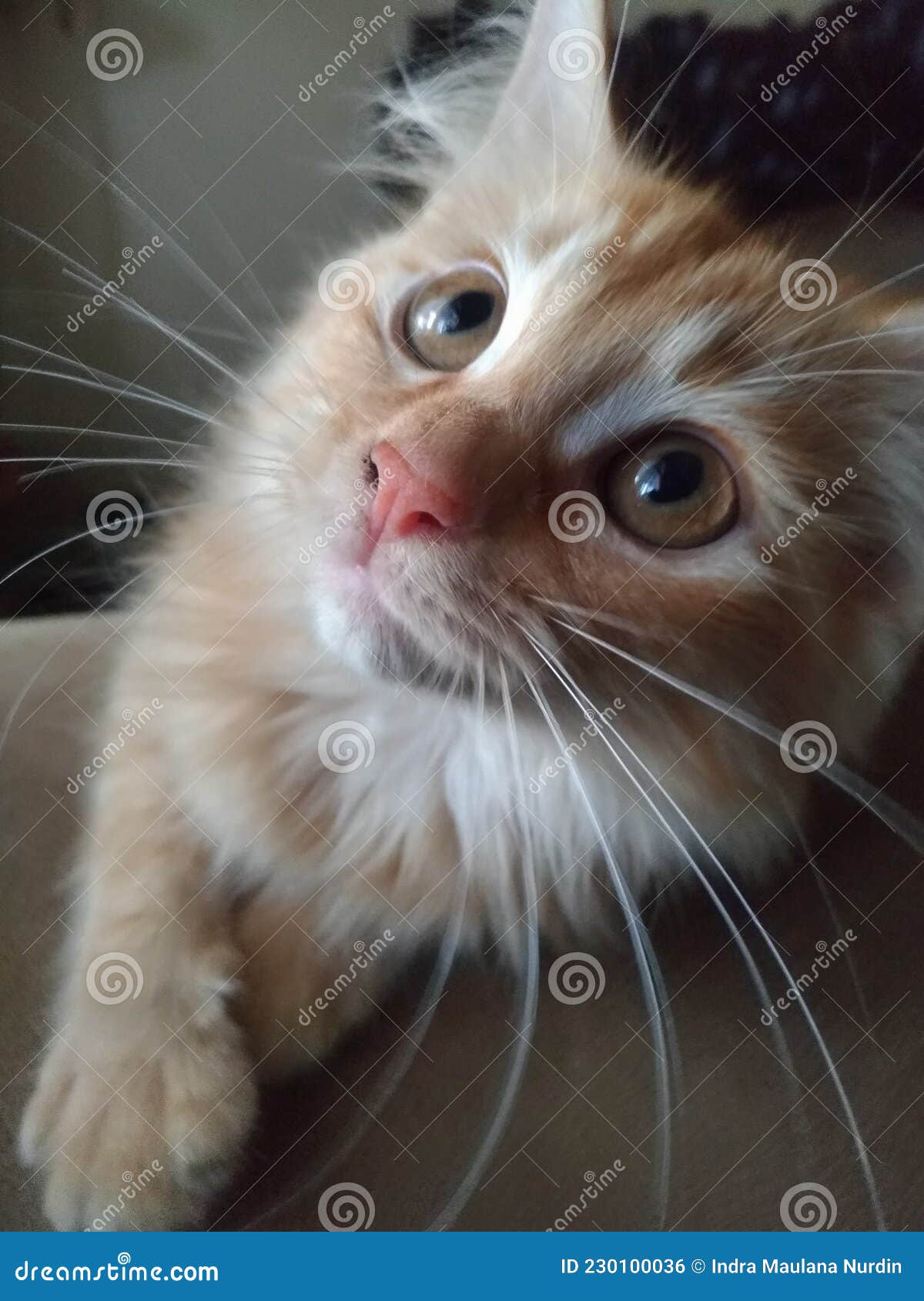 Cute lil cat stock photo. Image of little, cute - 230100036