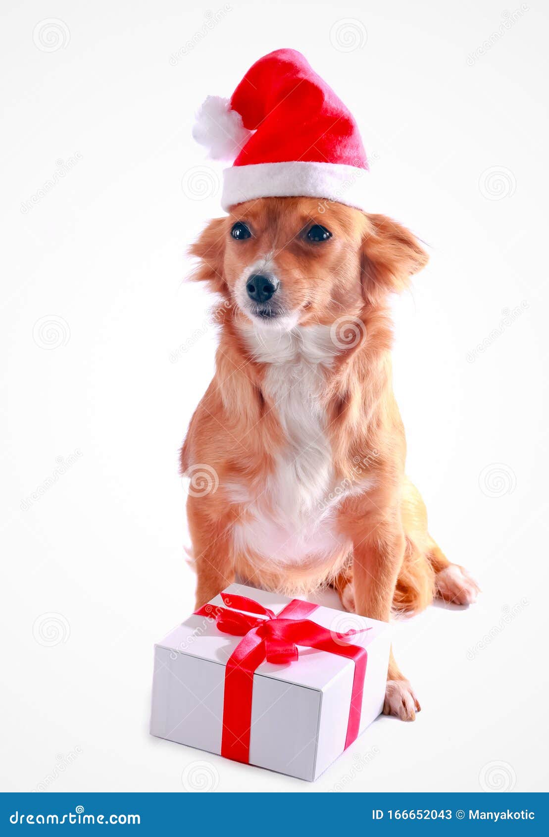 Cute Lilla Hund Med Present Fotografering för Bildbyråer - Bild av ...