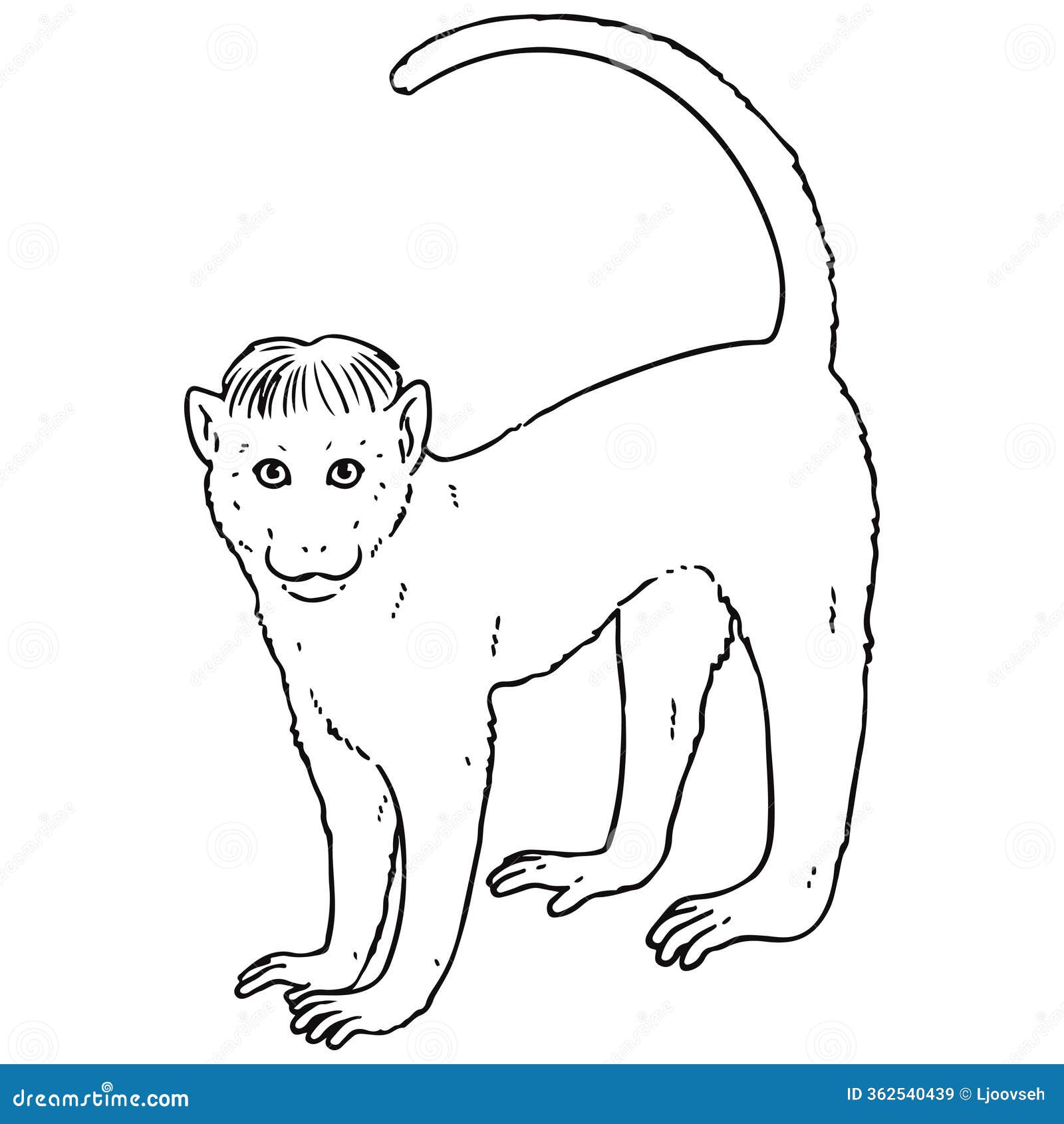 Cute Line Art Illustration Of Toque Macaque Cartoon Vector ...