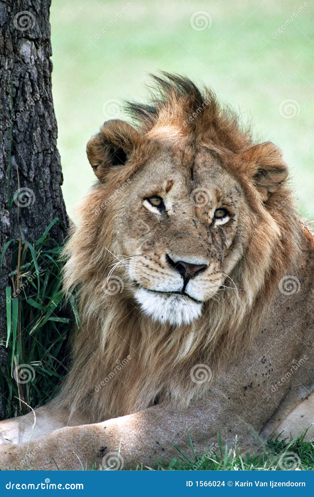 Cute Lion Stock Photo | CartoonDealer.com #1566024