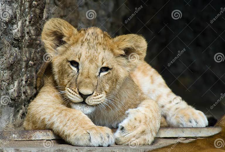 Cute lion cub stock image. Image of hunt, female, hunter - 4132323