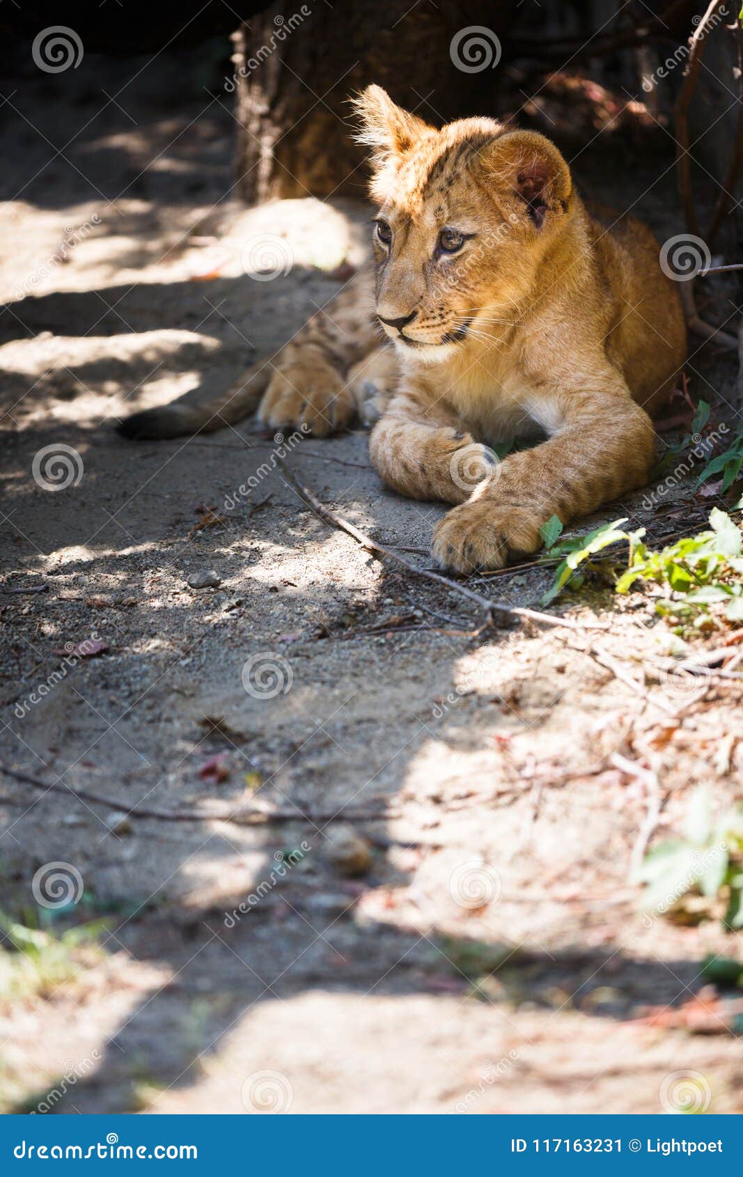Cute lion cub stock image. Image of national, face, close - 117163231