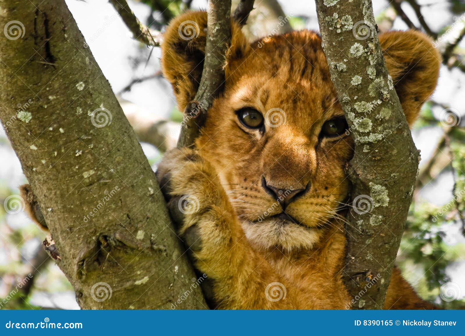 Cute Lion Cub Portrait stock image. Image of head, safari - 8390165