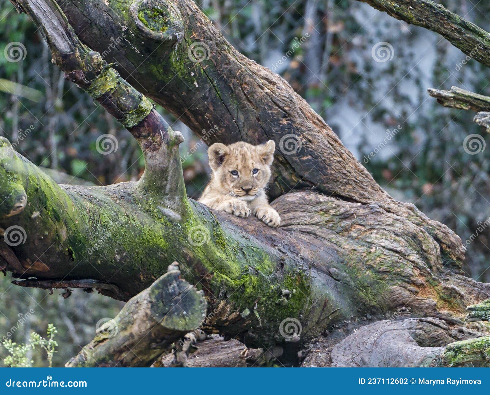 Cute lion cub on a tree. stock photo. Image of devious - 237112602