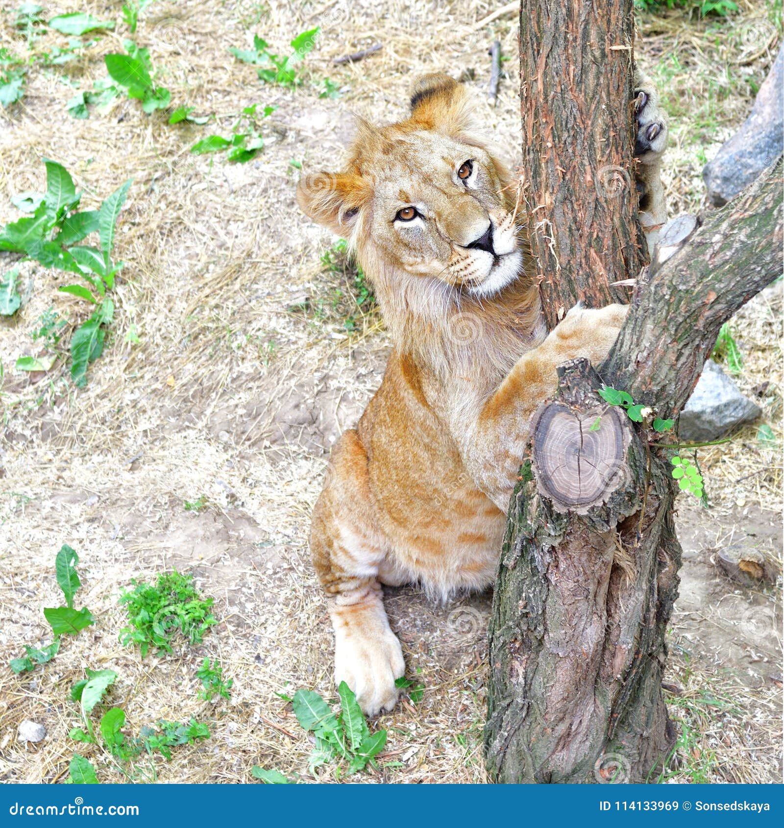 Cute lion sharpens claws stock image. Image of growl - 114133969