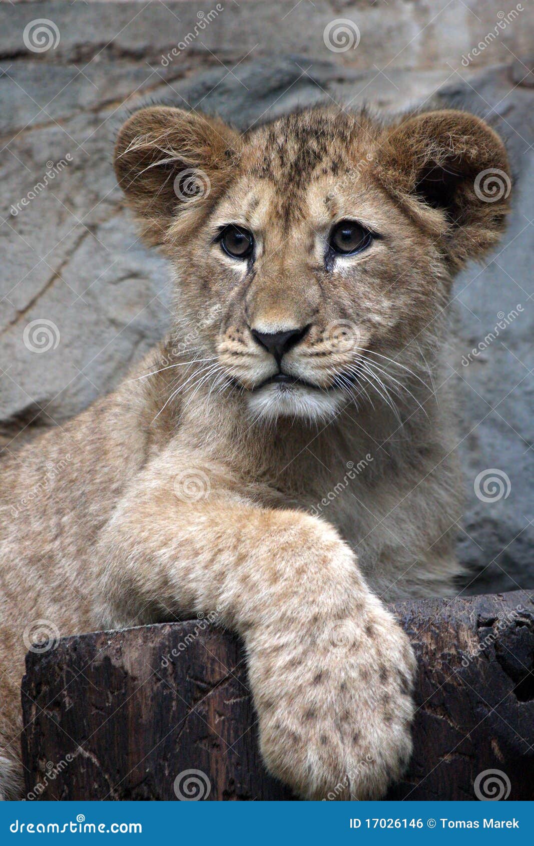 Cute lionet stock photo. Image of mouth, cunning, muzzle - 17026146