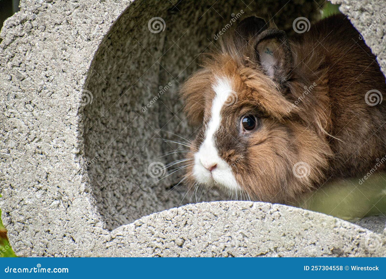 Cute Lionhead Rabbit in the Yard, Close-up Stock Photo - Image of ...