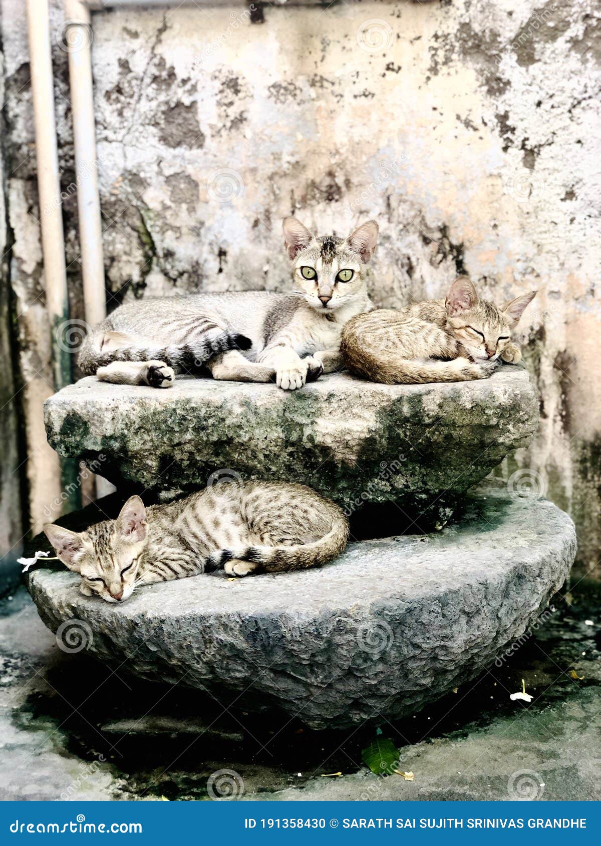 Cats stock photo. Image of feel, cute, cats, lions - 191358430