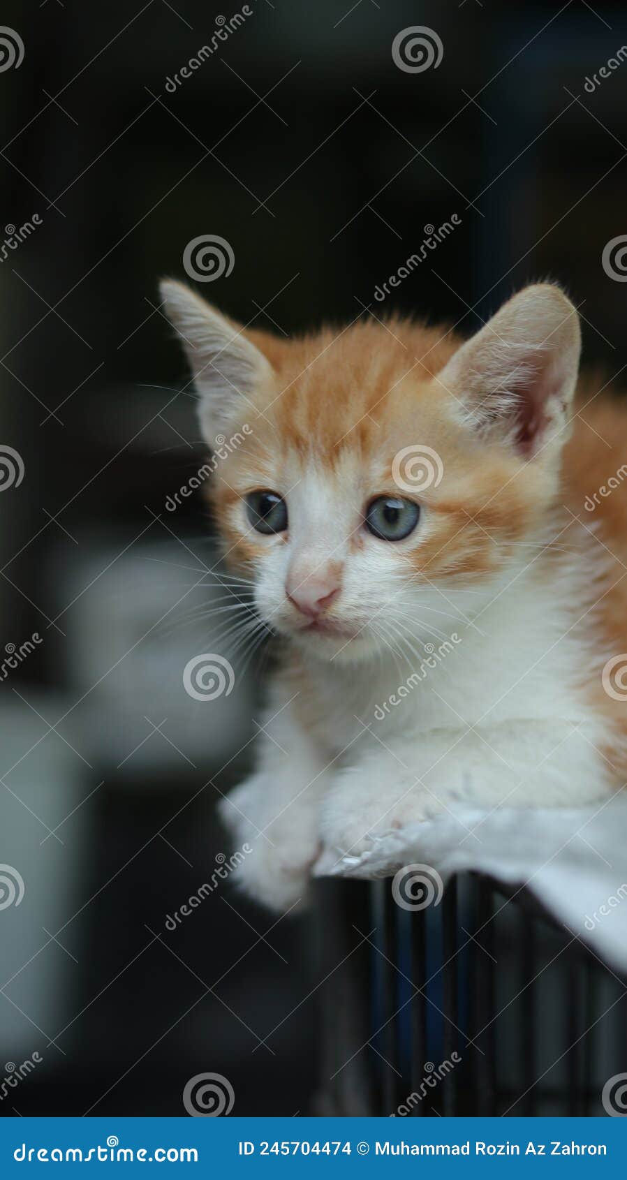 Cute litle kitten stock photo. Image of skin, kitten - 245704474