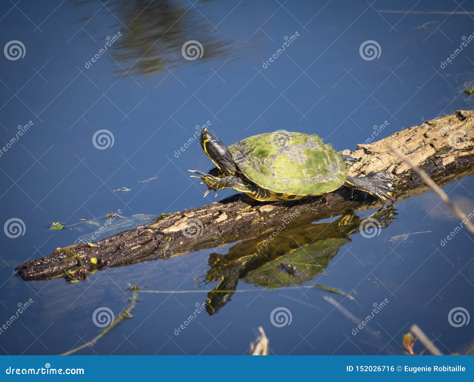 Cute Litle Turtle Stetching and Relaxing Stock Photo - Image of yellow ...